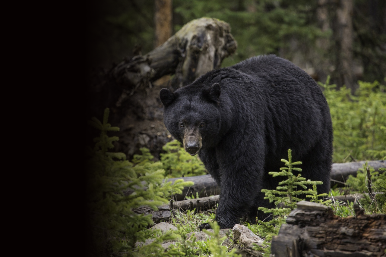 Maritime College of Forest Technology | Continuing Education